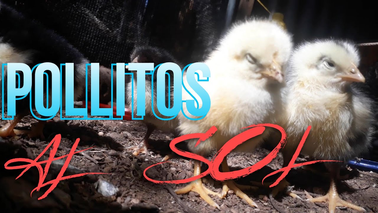 Primeros dias de los pollitos! OBJETIVO: 1.000 SUSCRIPTORES! AYUDAME A ...