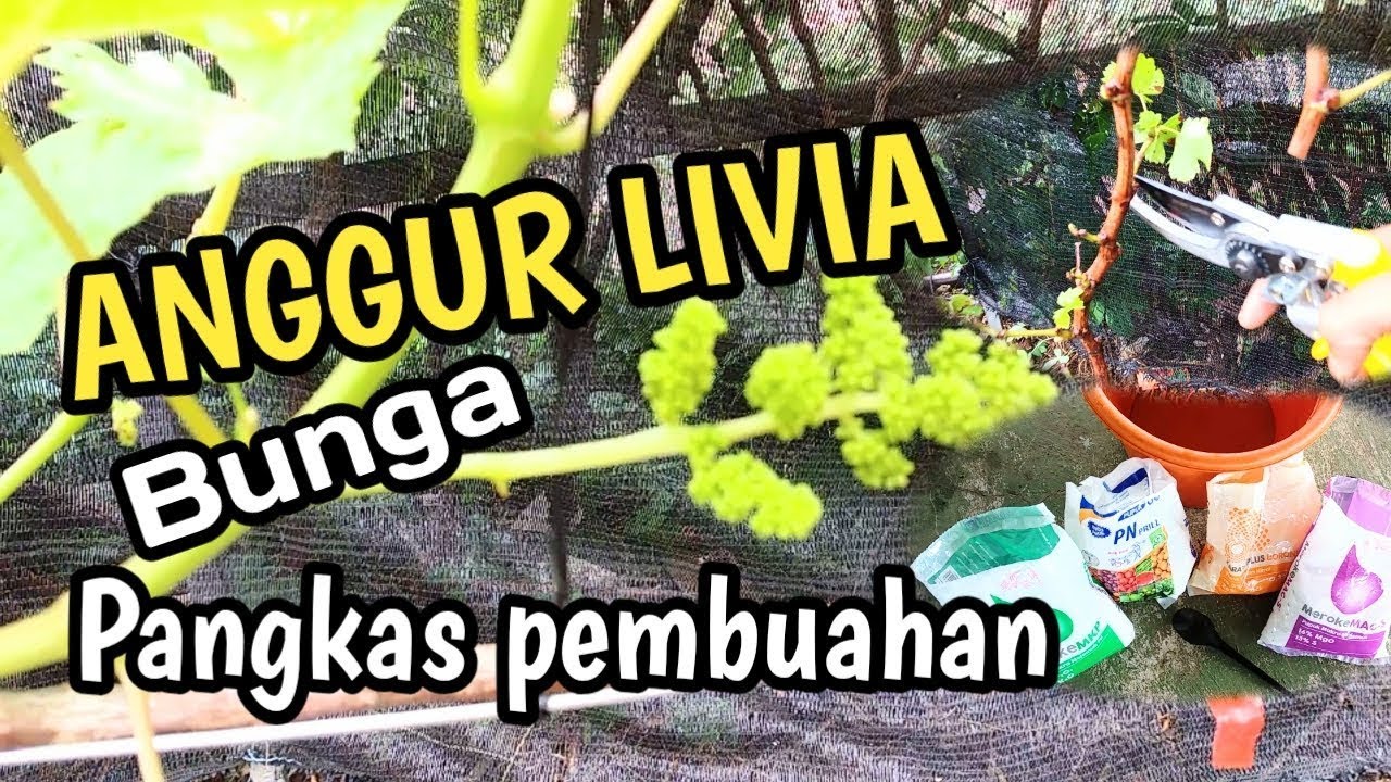 PEMANGKASAN PEMBUAHAN TANAMAN ANGGUR | BUNGA ANGGUR LIVIA - YouTube