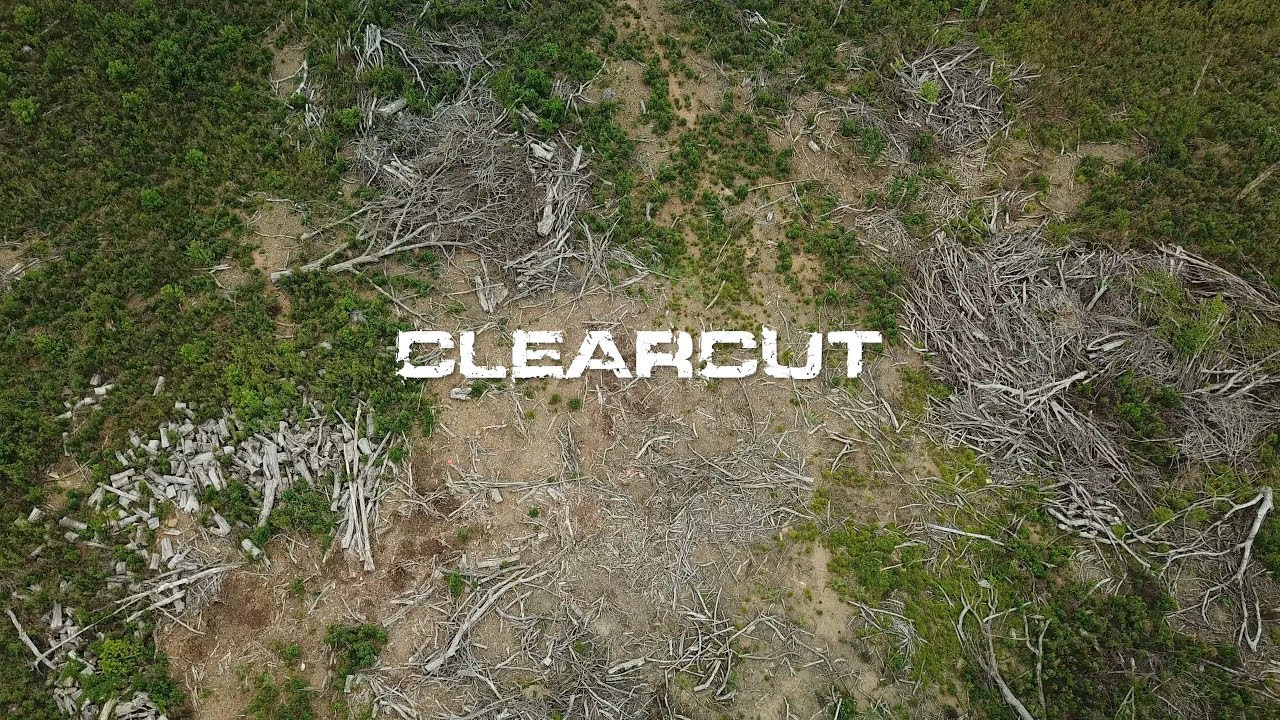 CLEARCUT - Drone video of devestated South Georgia forest - YouTube
