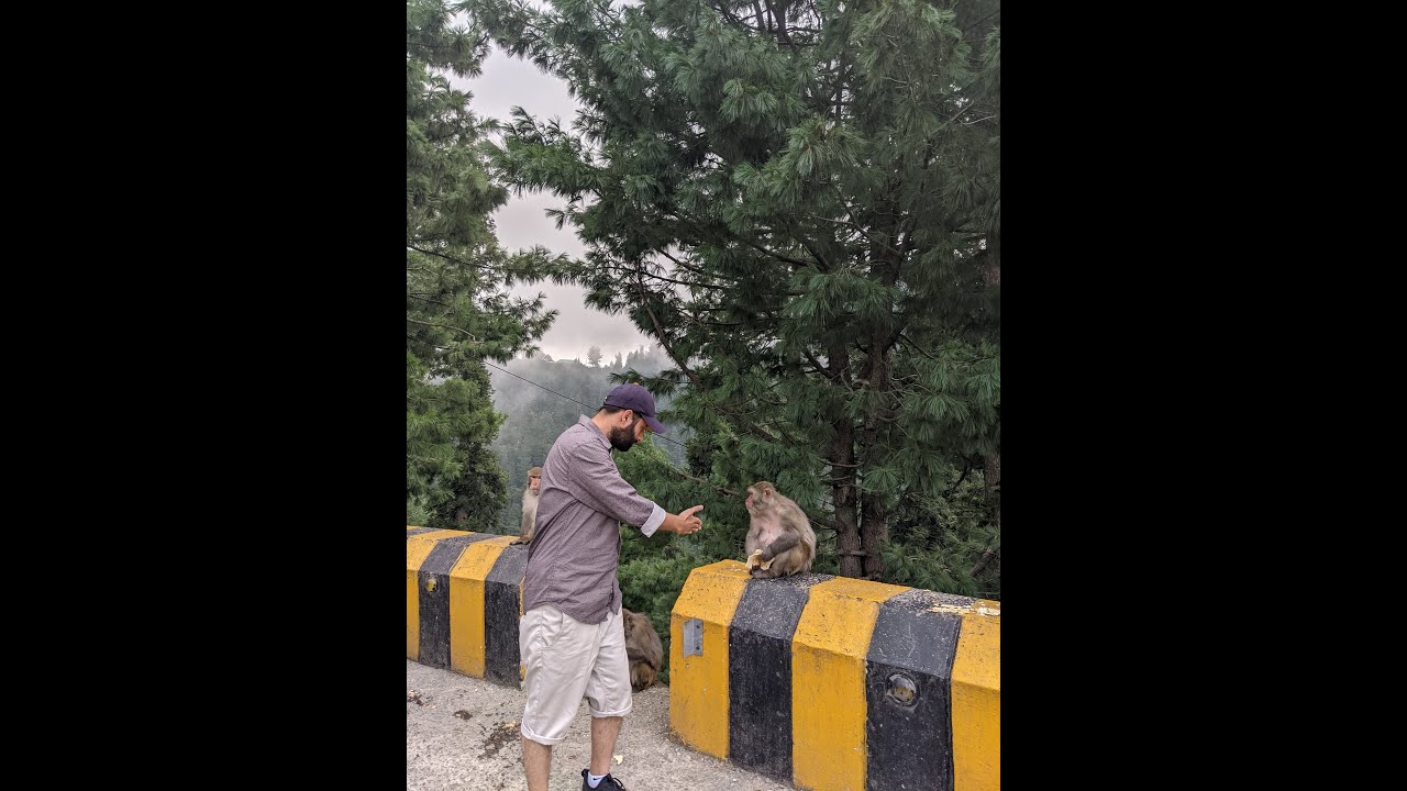 The World Most Beautiful Sight with Monkeys #pakistan #monkey # ...