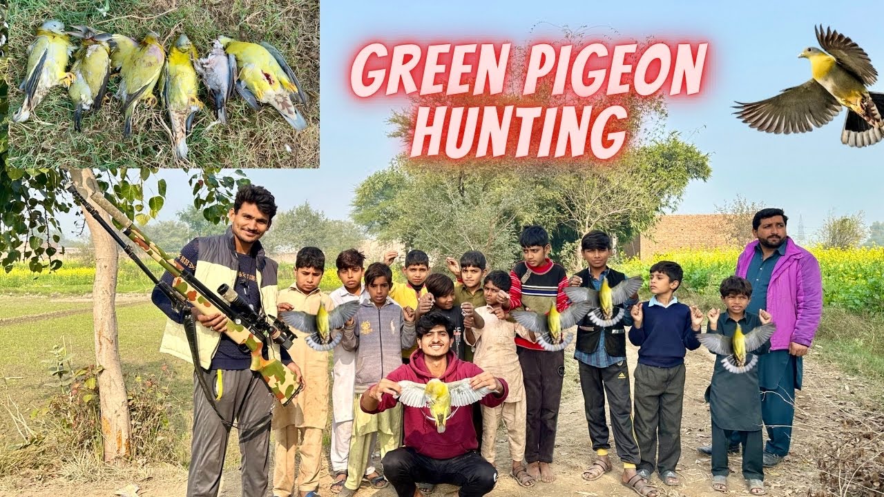 Green pigeon hunting | hunting with air gun | - YouTube
