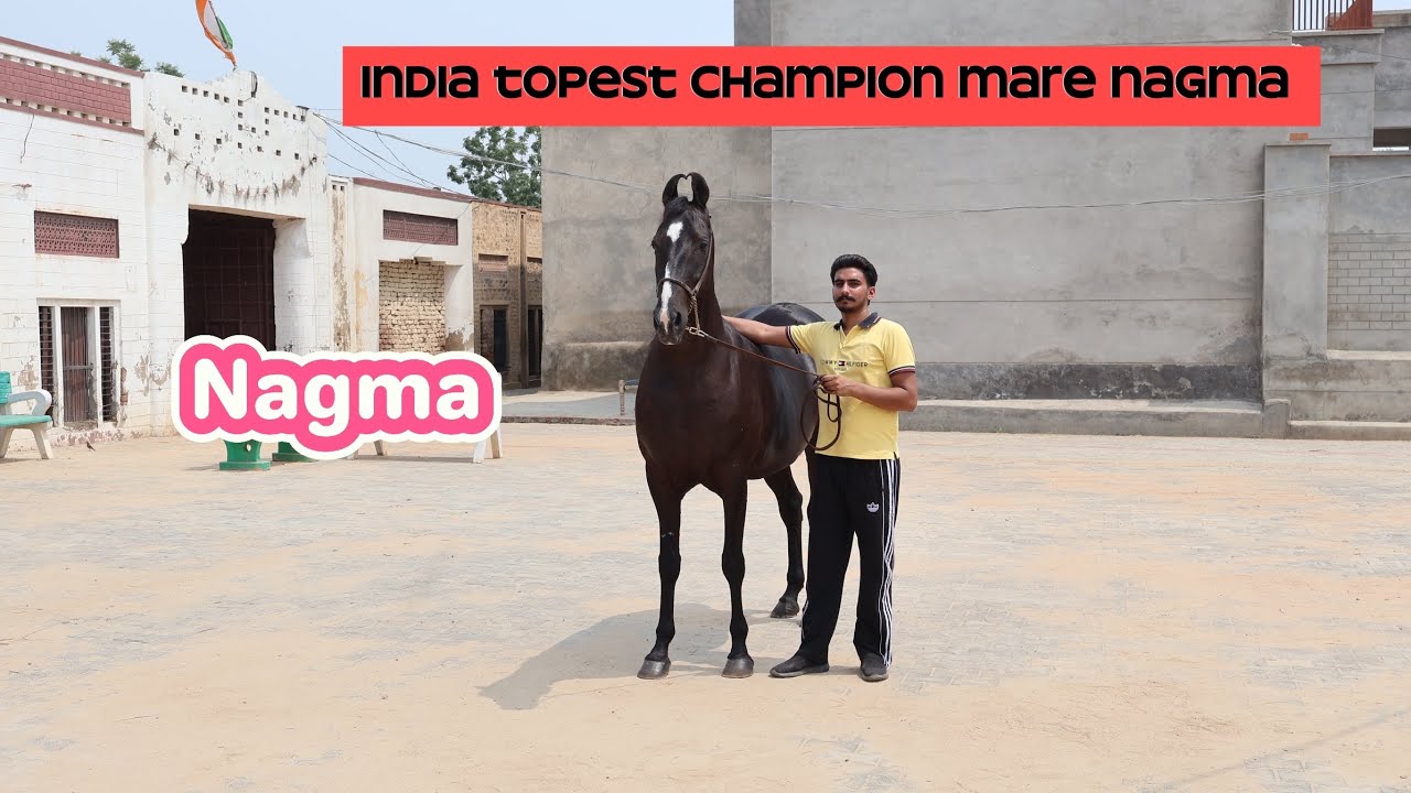 Brar Stables Owner - Randeep Singh Brar , Ajaybeer Singh BrarContact no ...