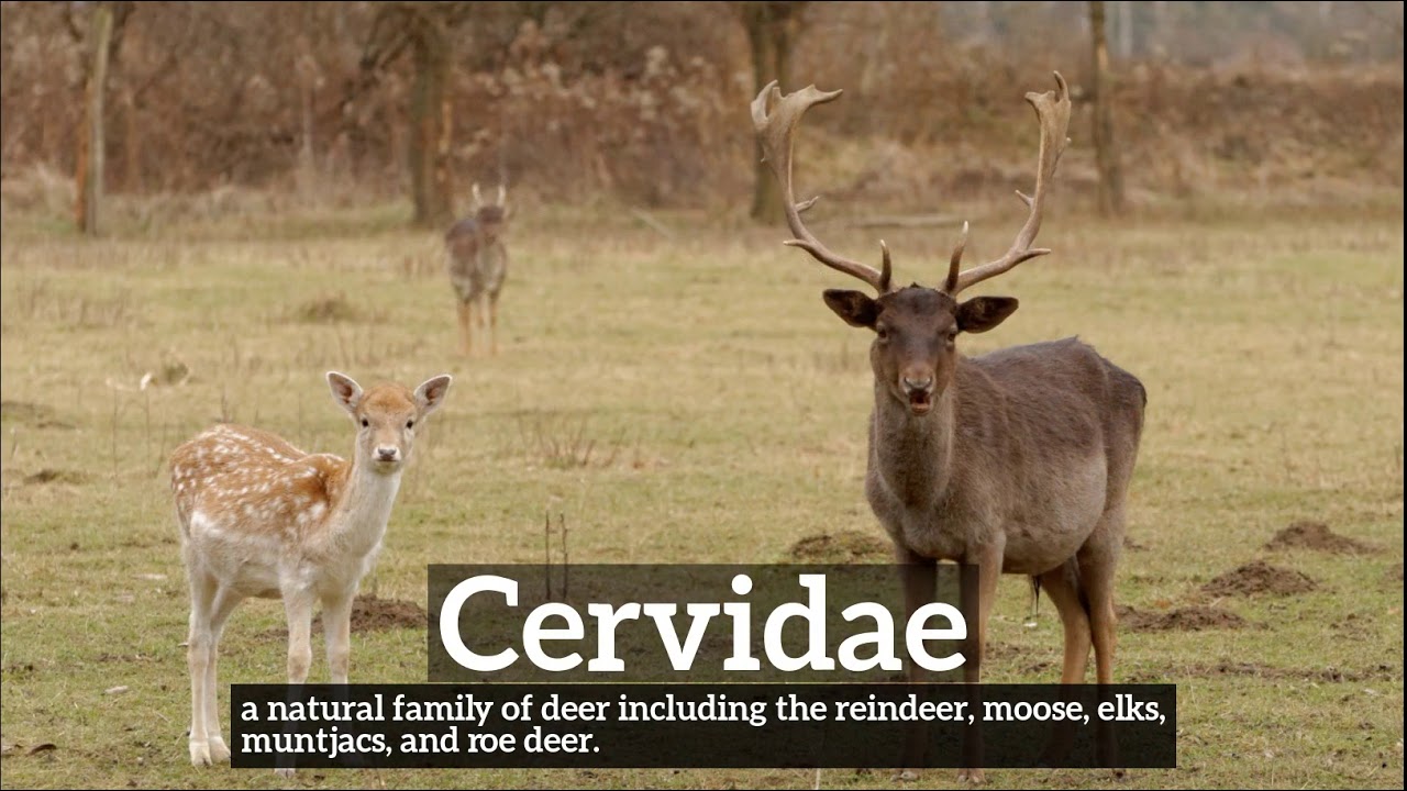 How Does Cervidae Look? | What is Cervidae? | How to Say Cervidae in ...