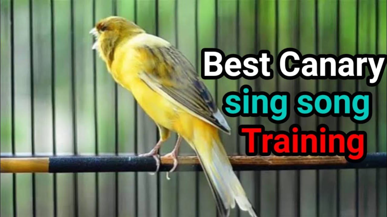 Yellow Canary Bird Singing | Bird Sounds | Canary Song | Canary Sounds ...