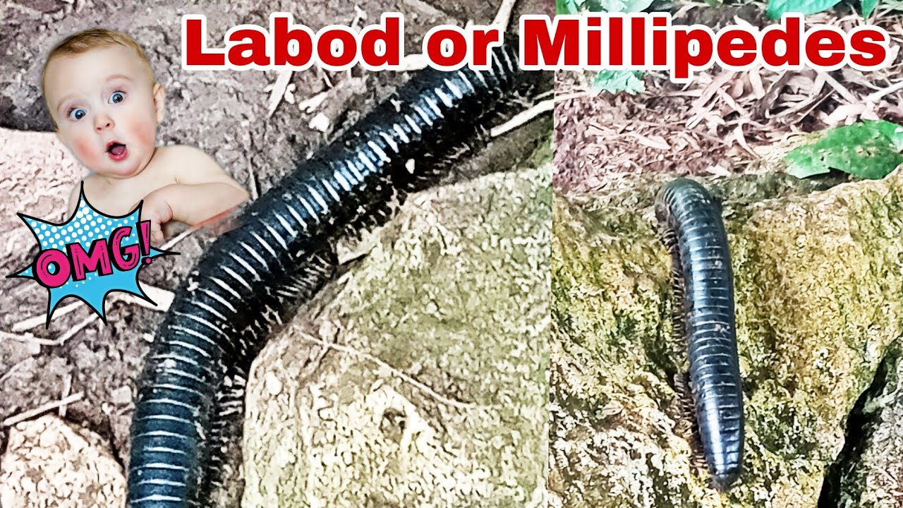 Labod or Millipede | Poisonous - YouTube