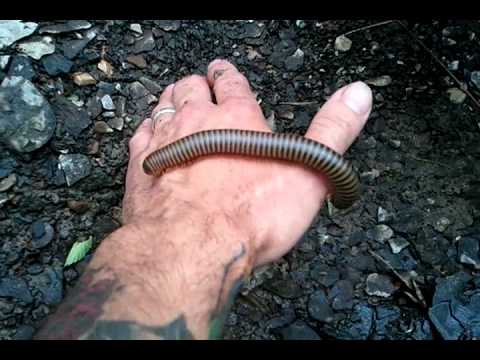 Giant Millipede biting hand!! East Texas - YouTube