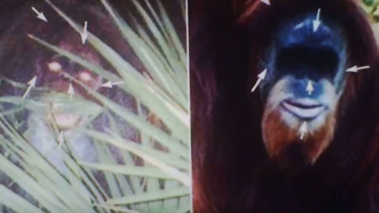 Florida's Skunk ape=amazing new Facts 2016 - YouTube