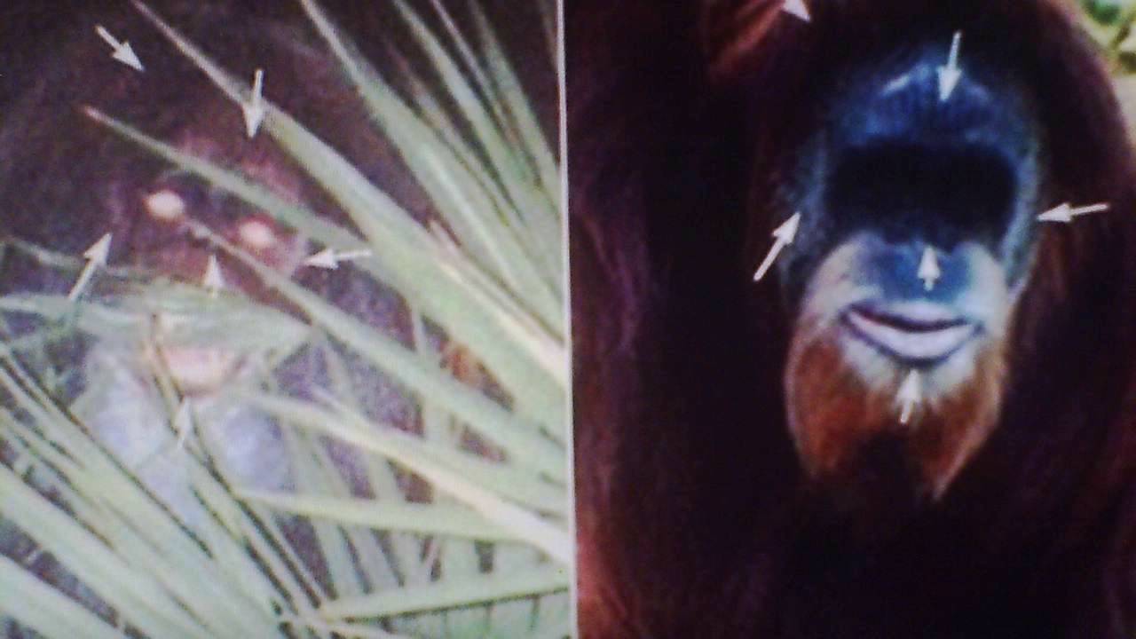 Florida's Skunk ape=amazing new Facts 2016 - YouTube