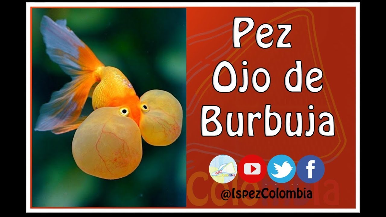Pez Ojos Burbuja - YouTube