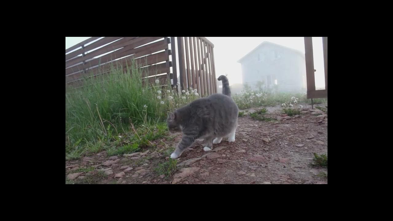 Big cat little cat, big cat is walking around - YouTube
