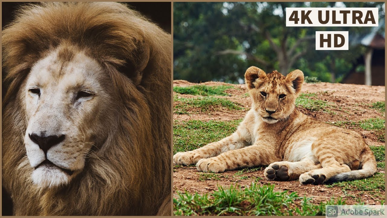 4K Ultra HD Lions Images | Wildlife | - YouTube