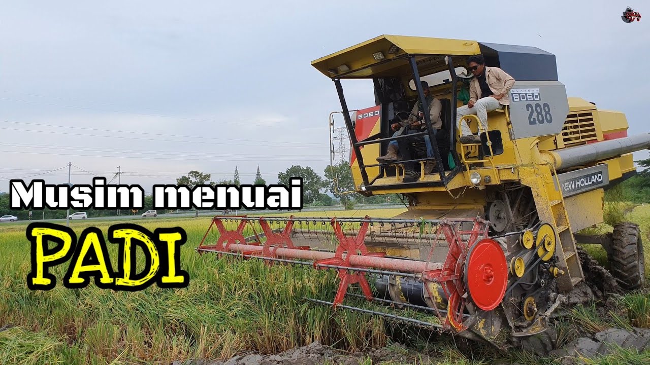 Musim menuai padi | video 4K - YouTube