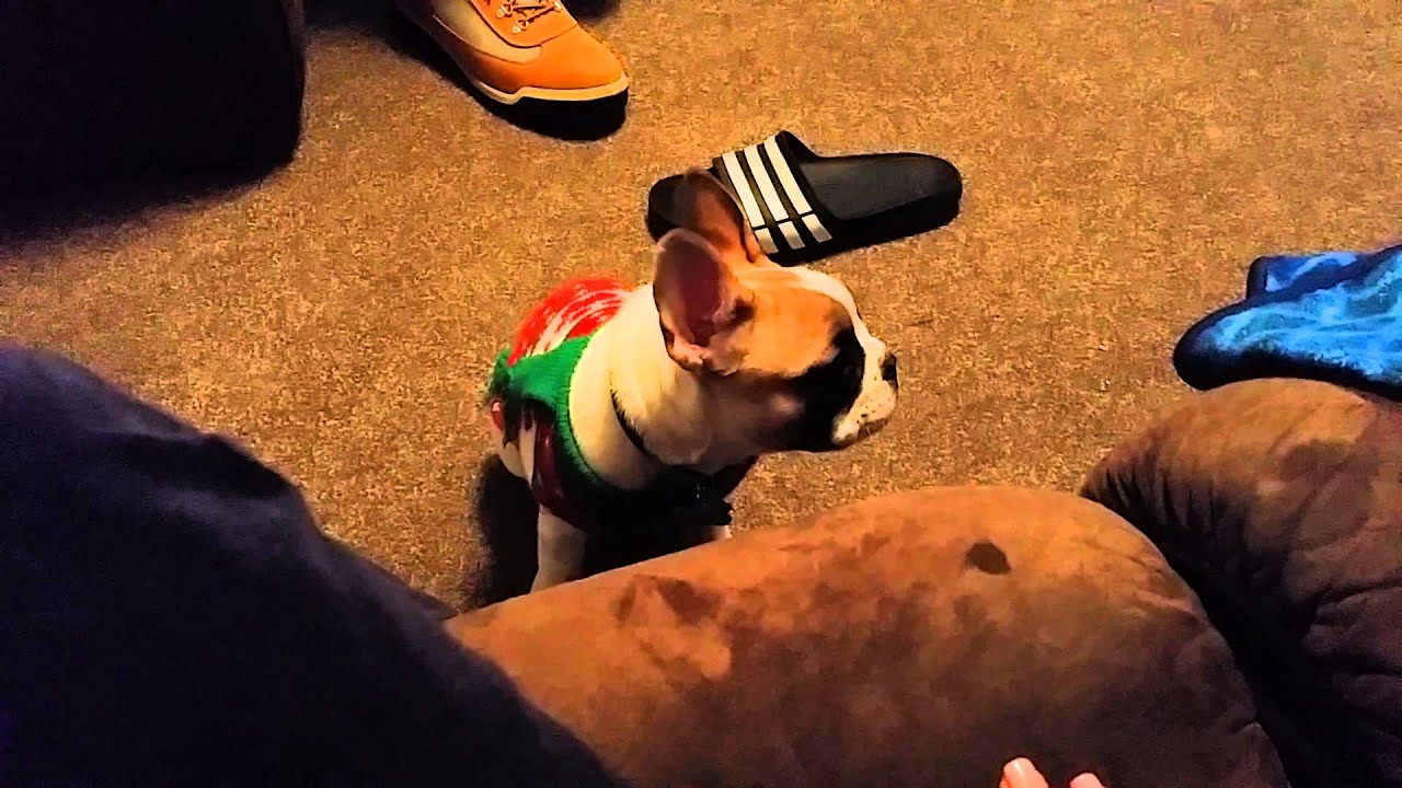 Crying Frenchie - YouTube