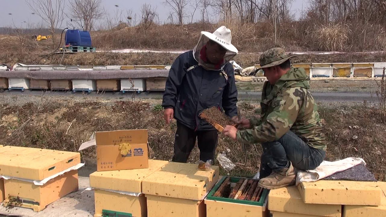 한국의 농업 - 경산 양봉과 여왕벌이야기 (Korean Agriculture - Beekeeping and Queen Bee ...