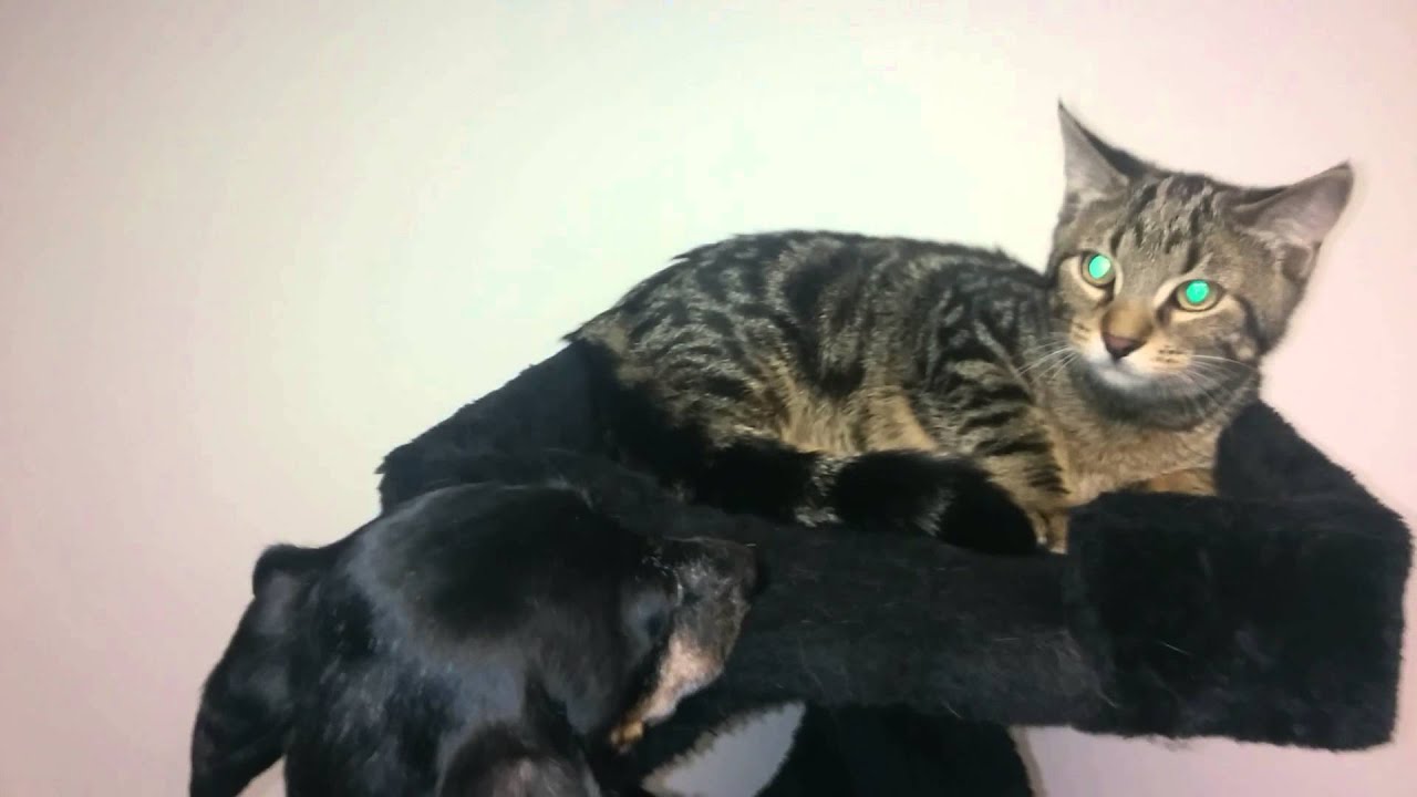 cat doesn't want to play with wiener dog - YouTube