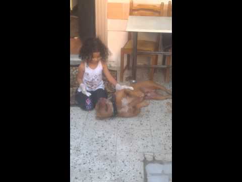 Pitbull tehlikeli değildir sahipleri tehlikelidir.