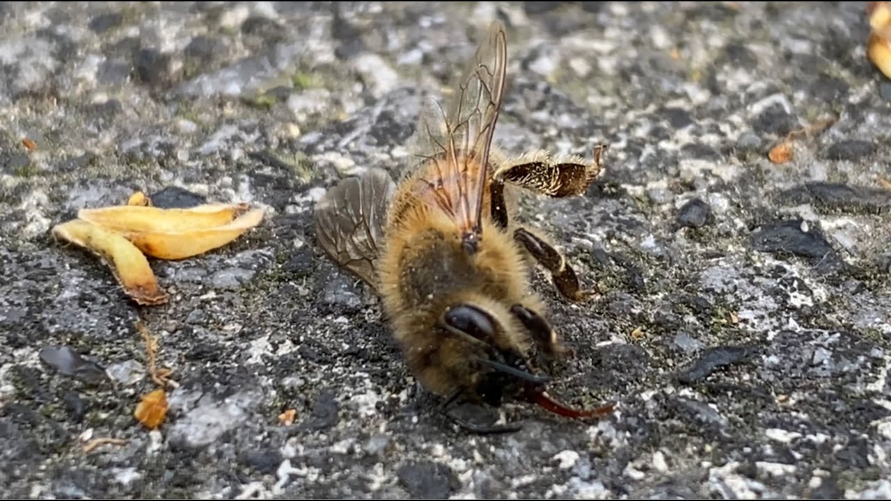 Insects Death- Crying Earth- Kai Engel - YouTube