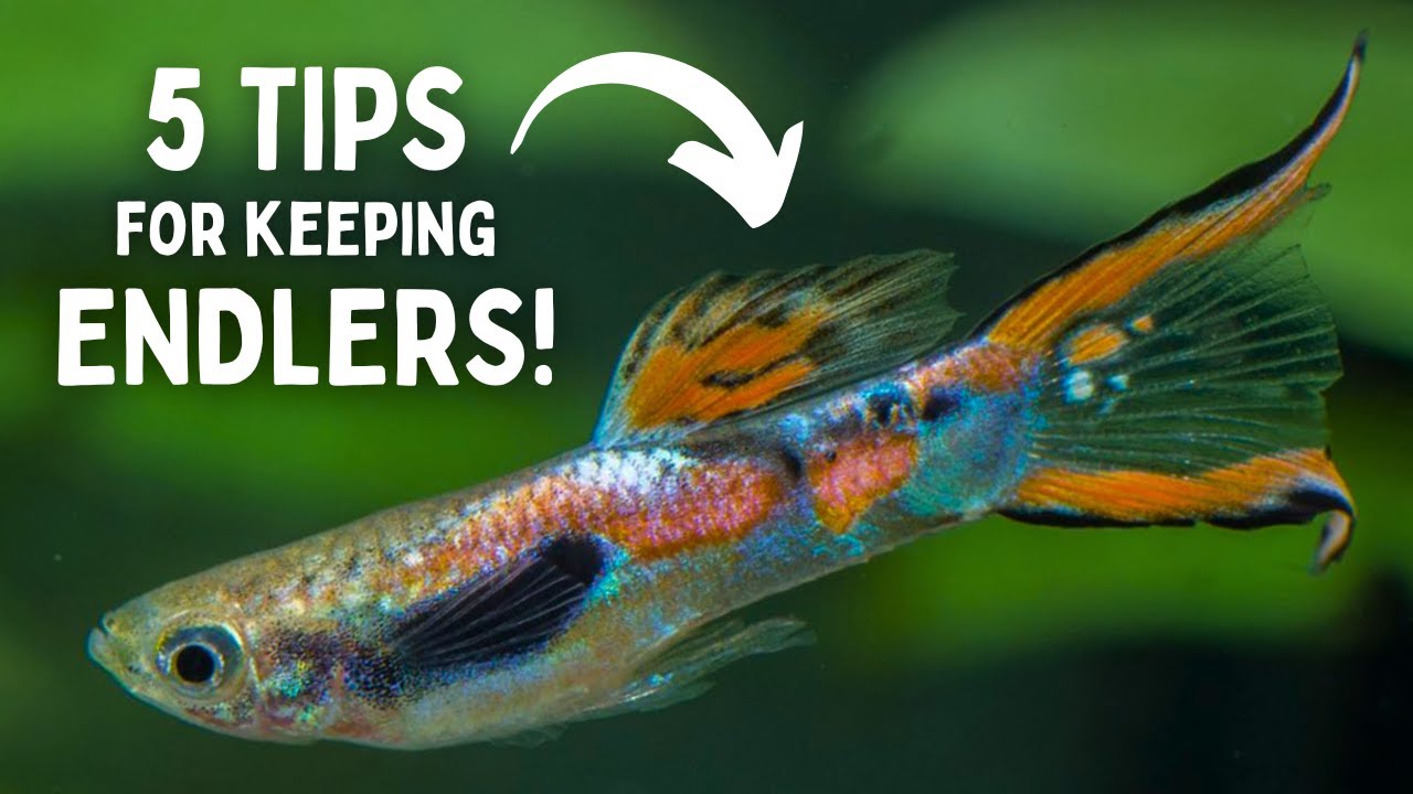 5 Tips for Keeping Endlers | Guide to Success! - YouTube