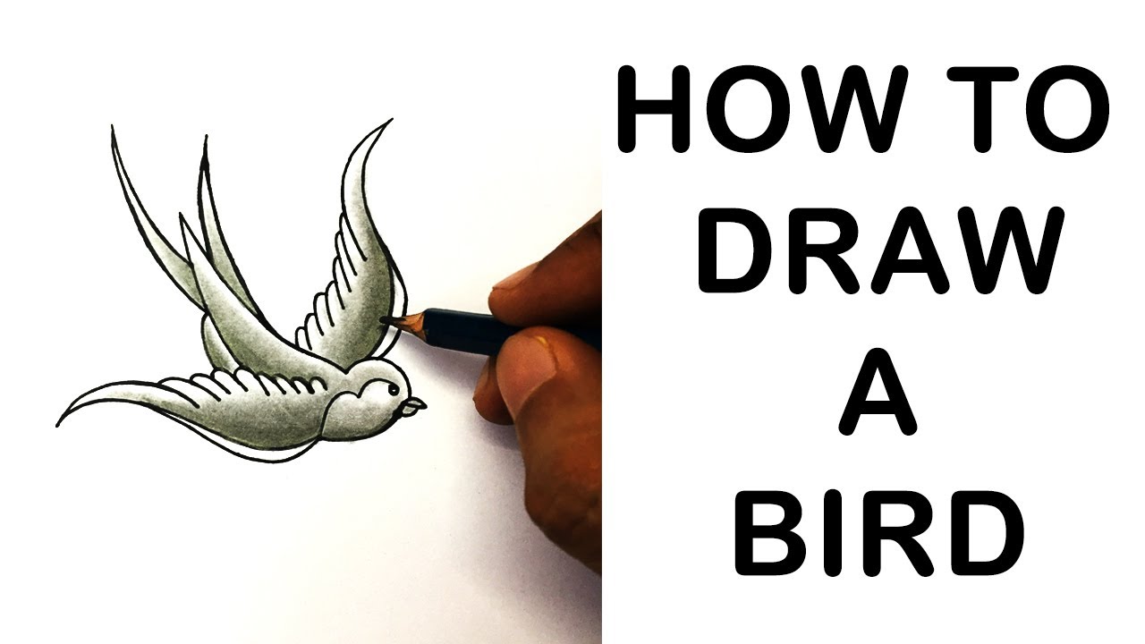 How to Draw a Swallow bird - Easy Step by Step Instructions of Drawing ...