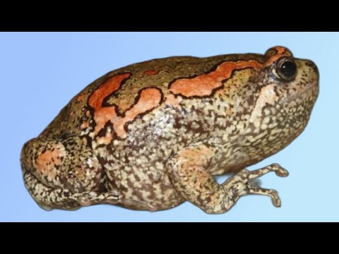 Uperodon taprobanicus - Painted Balloon Frog - Amphibians of India ...