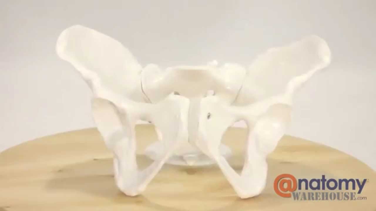 Axis Scientific Female Skeletal Pelvis by AnatomyWarehouse.com - YouTube