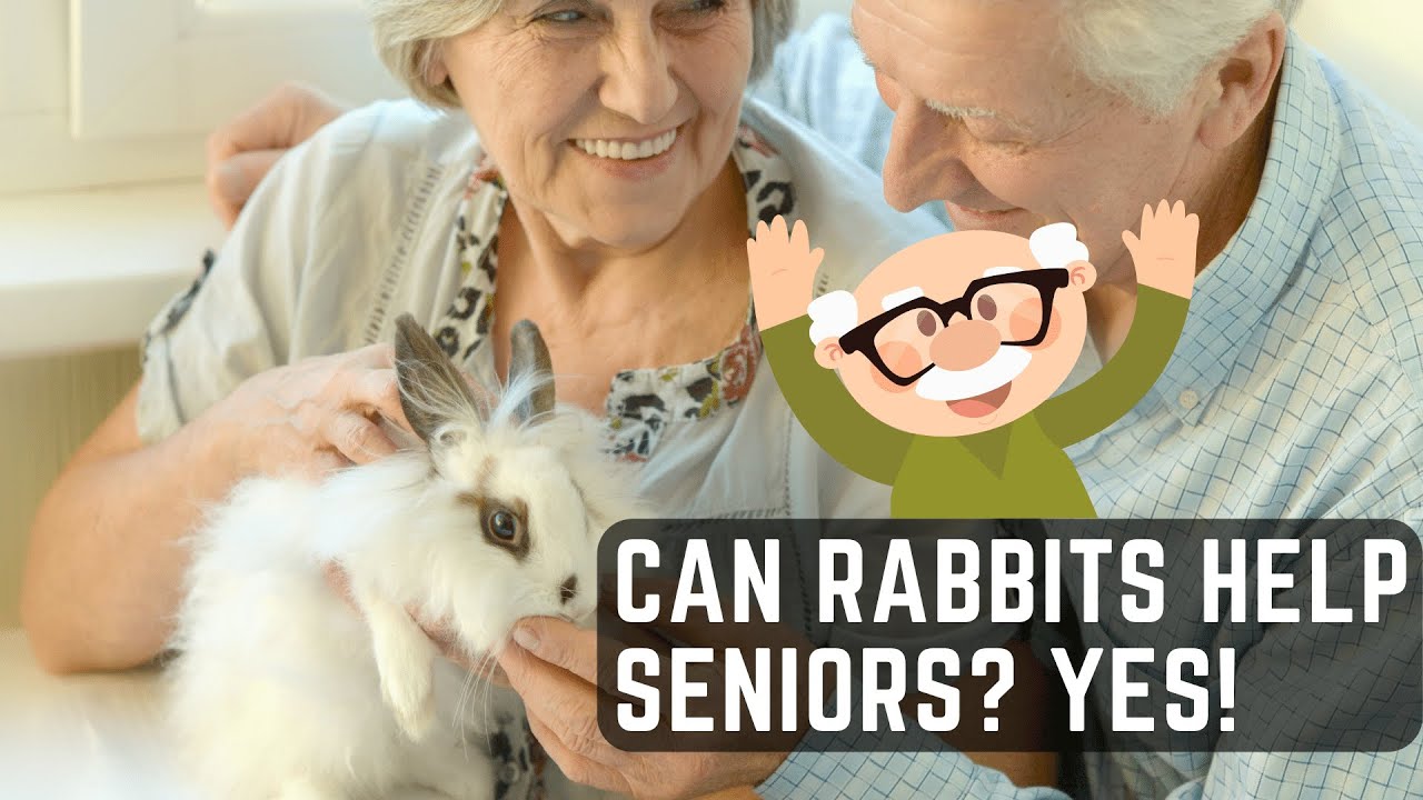 Are Rabbits Good Pets For Senior Citizens The Good And The Bad are-rabbits-good-pets-for-senior-citizens-the-good-and-the-bad
