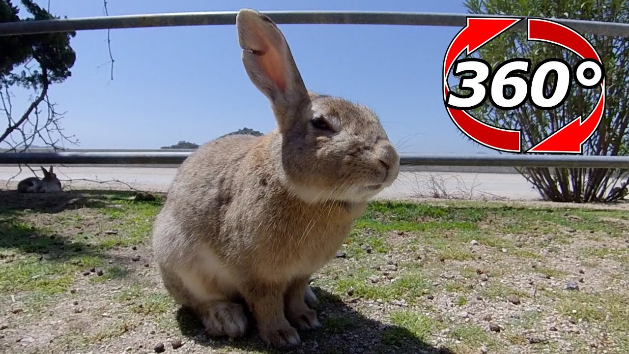 VR 360° | Big boss rabbit! This is my territory! - YouTube