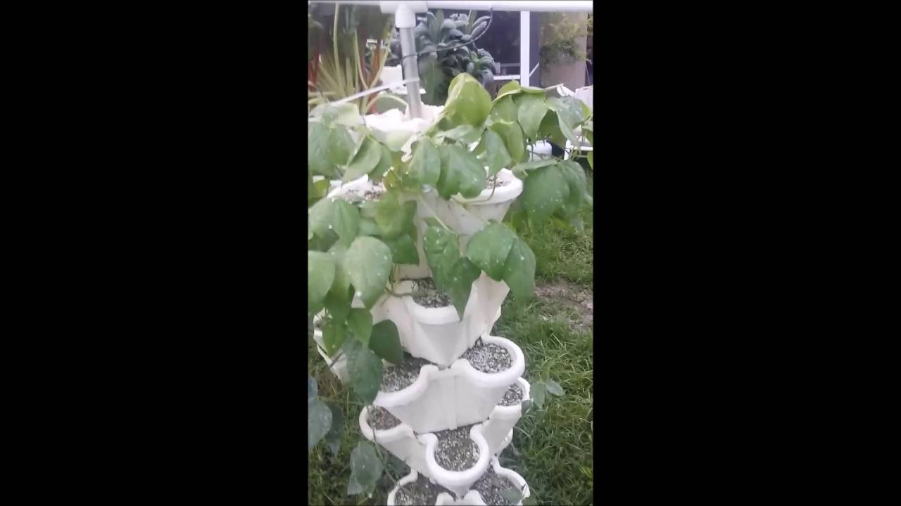 Striking back on the garden bugs with Surround WP / Kaolin Clay - YouTube