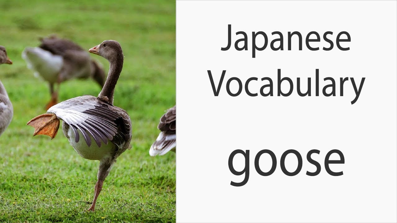 How to say "Goose" (geese) in Japanese - YouTube