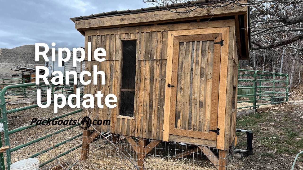 Ripple Ranch Update February 2024 Chicken Coop & Tractor Barn Doors ...