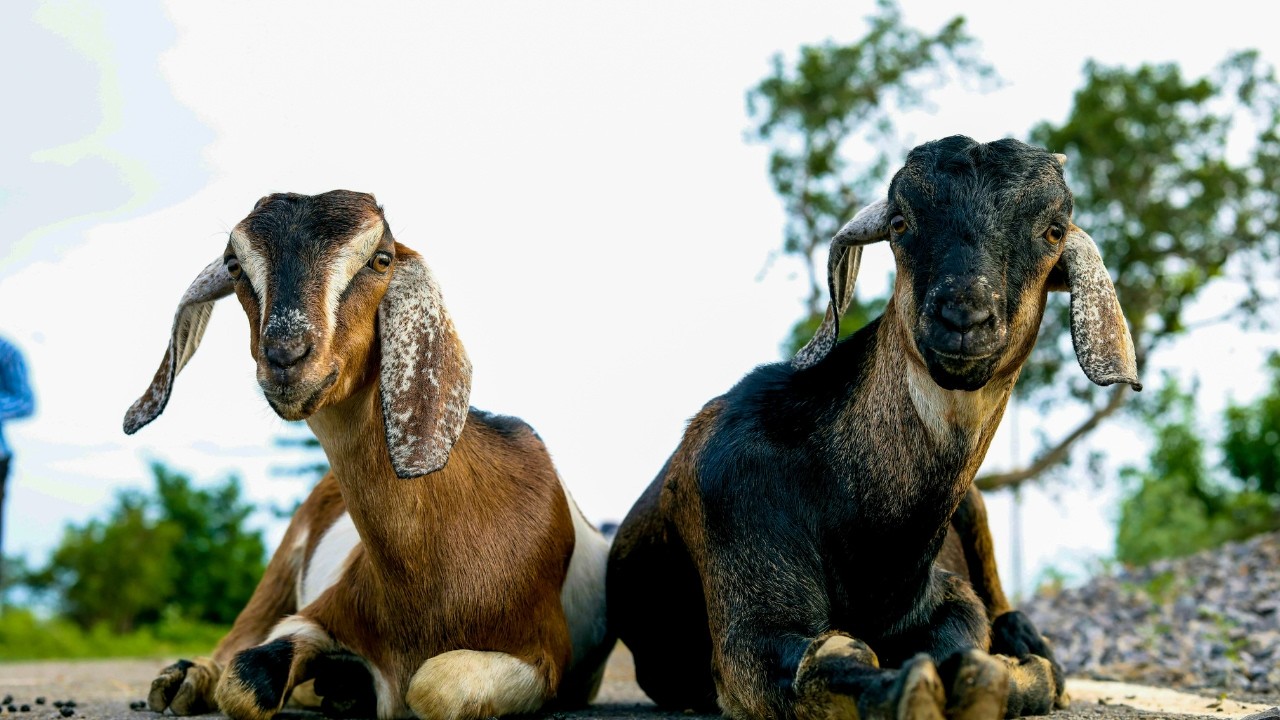 Goat video For Kids, Goat Video 2025, Goat Long Videos, Goat Video For ...