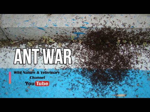 The World War of the Ants – The Army Ant | Incredible Creatures | Ants ...
