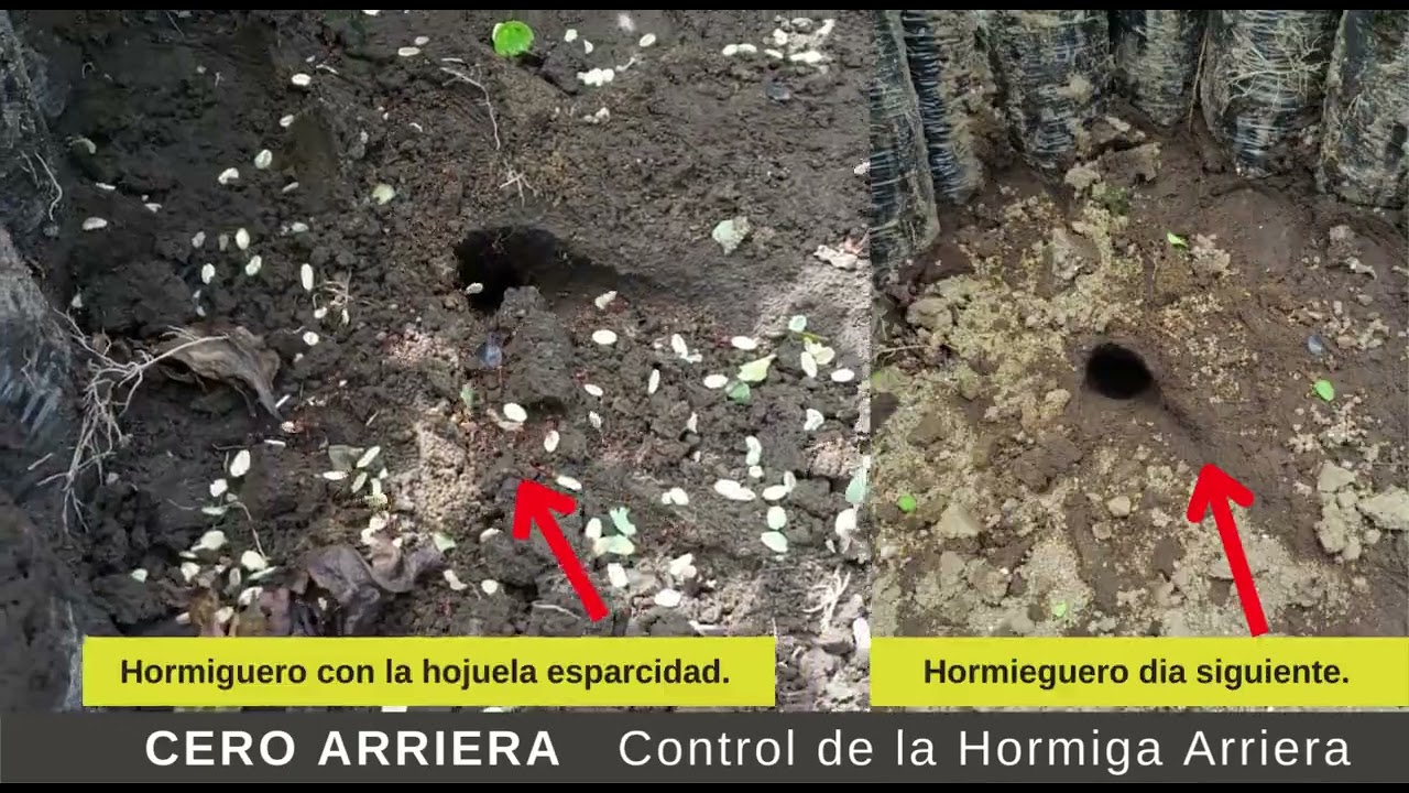 Control de la hormiga Arriera - YouTube