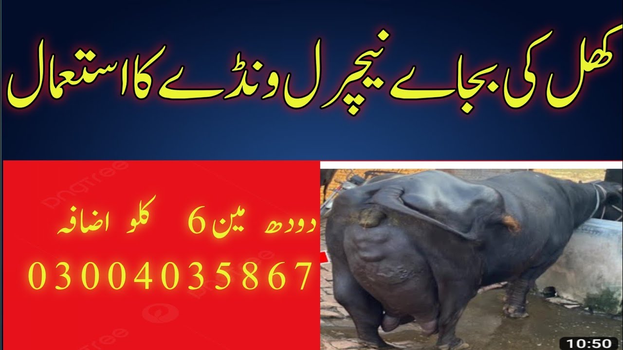 how to increase milk cows and buffaloes wanda in pakistan natural desi ...