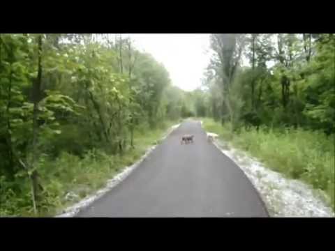 Filmato turista vicino al fiume di lusencity..........