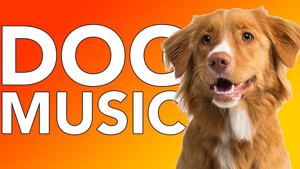 DOG MUSIC: Songs to Relax Your Anxious Dog and Promote Sleep! - YouTube