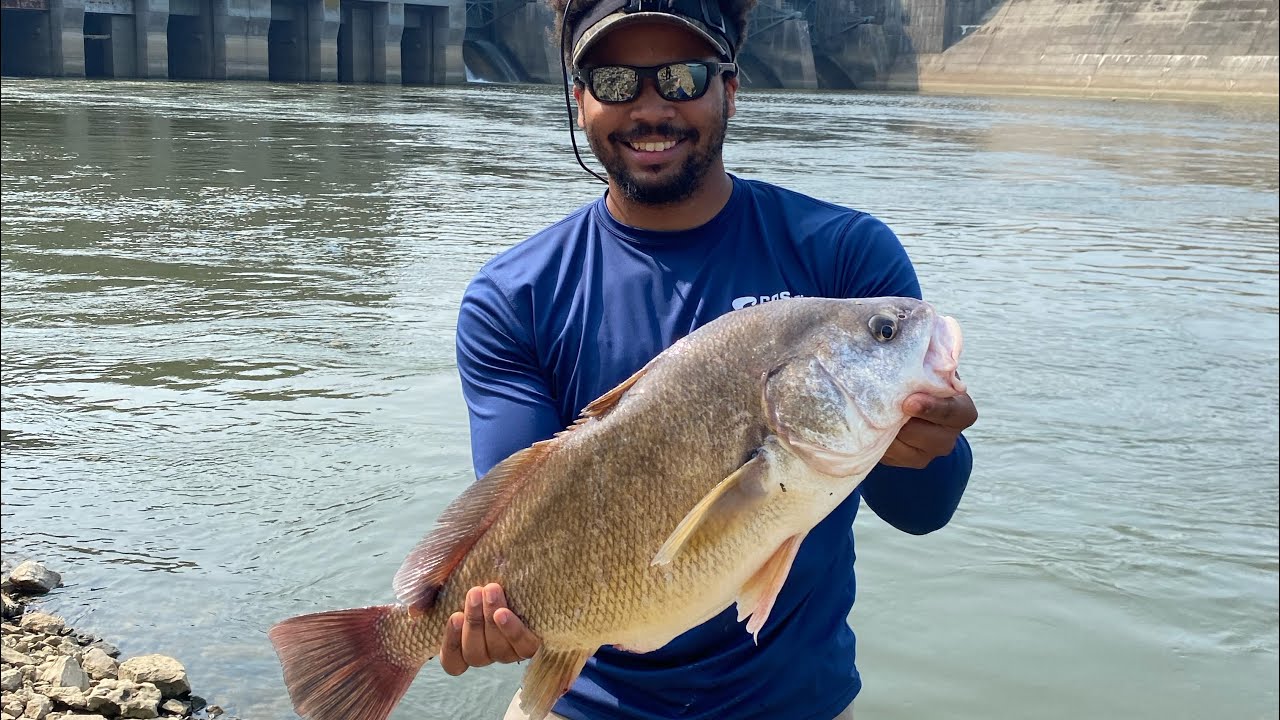 DINOSAUR FISH (Catch Clean & Cook) (Freshwater Drum) - YouTube