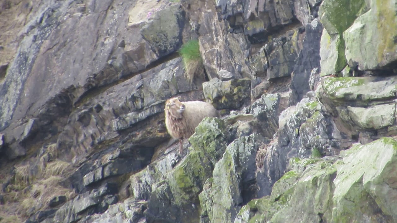 Foula Sheep Down The Cliff - YouTube