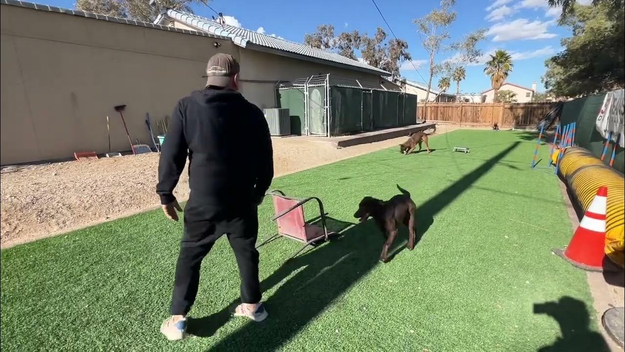 Ruin 9 1 2 Month Old Puppy Doing Distraction Training puppytraining ruin-9-1-2-month-old-puppy-doing-distraction-training-puppytraining