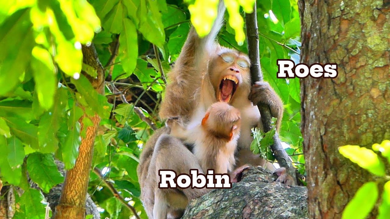 After a Busy Day, Rose and Robin Are Tired and Need Rest ...