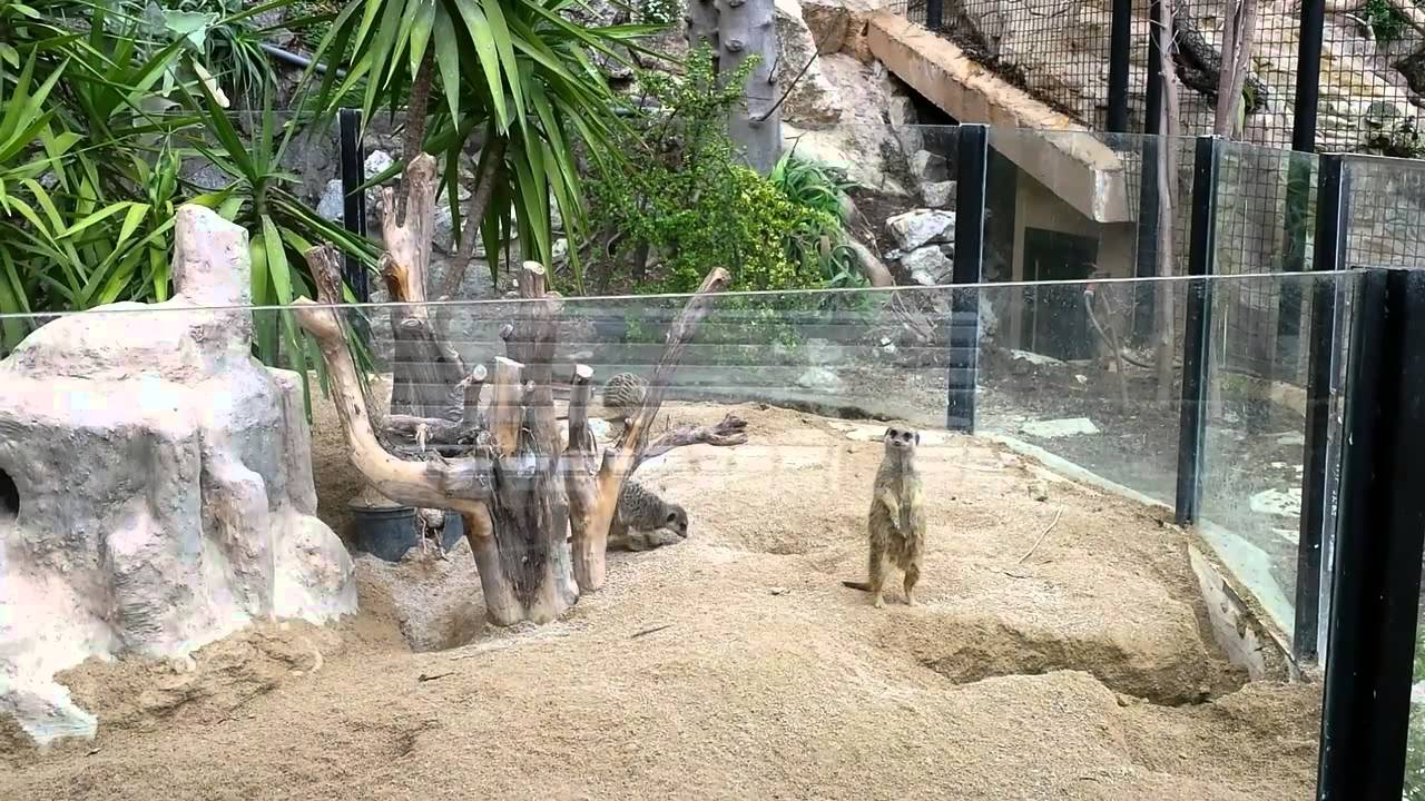 Zoo Monte carlo - YouTube