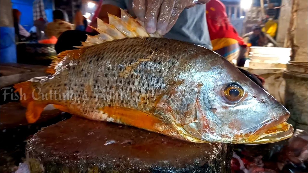 Giant GOLDEN SNAPPER Live Fish Cutting In Bangladesh Fish Market ...