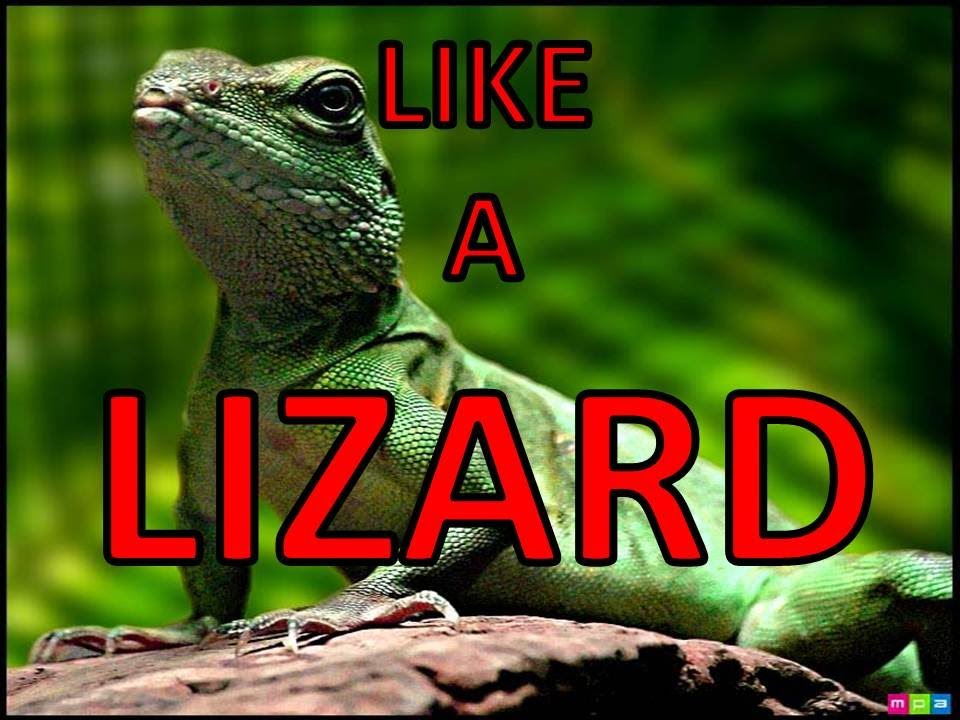 Like a Lizard (SouthWestMovement) - YouTube