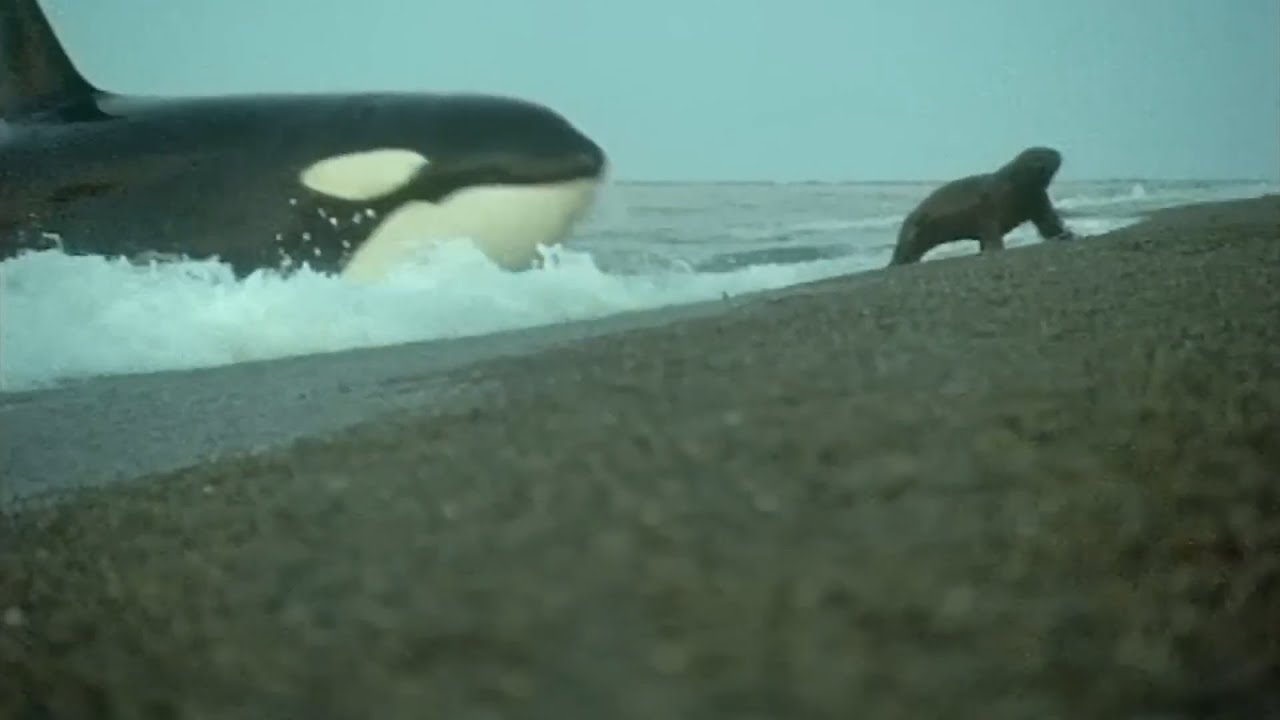 Orca attacking prey ocean predator killer whale hunting dolphins vs ...