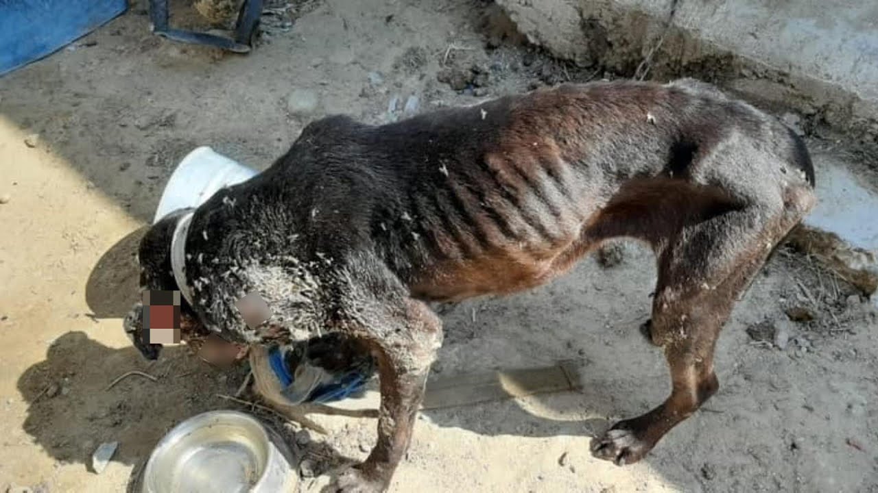 Flies Maggots Are Eating Her Alive She Suffered So Much but The Man Who ...