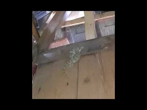 TOKEK GEDE DI ATAP RUMAH