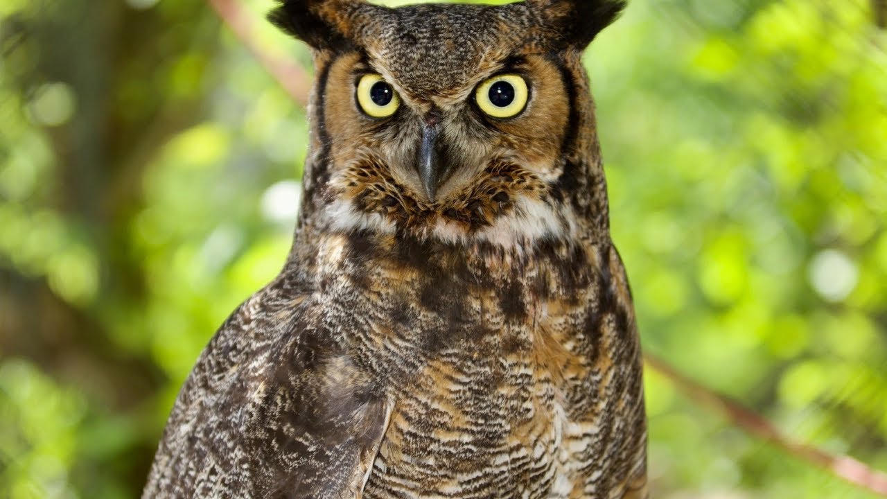 Owl Sounds: Different Owl Species And Their Sounds - YouTube