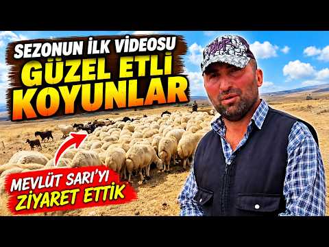 Güzel Etli Koyunlar! Mevlüt Sarı’yı Ziyaret Ettik | Sezonun İlk Videosu