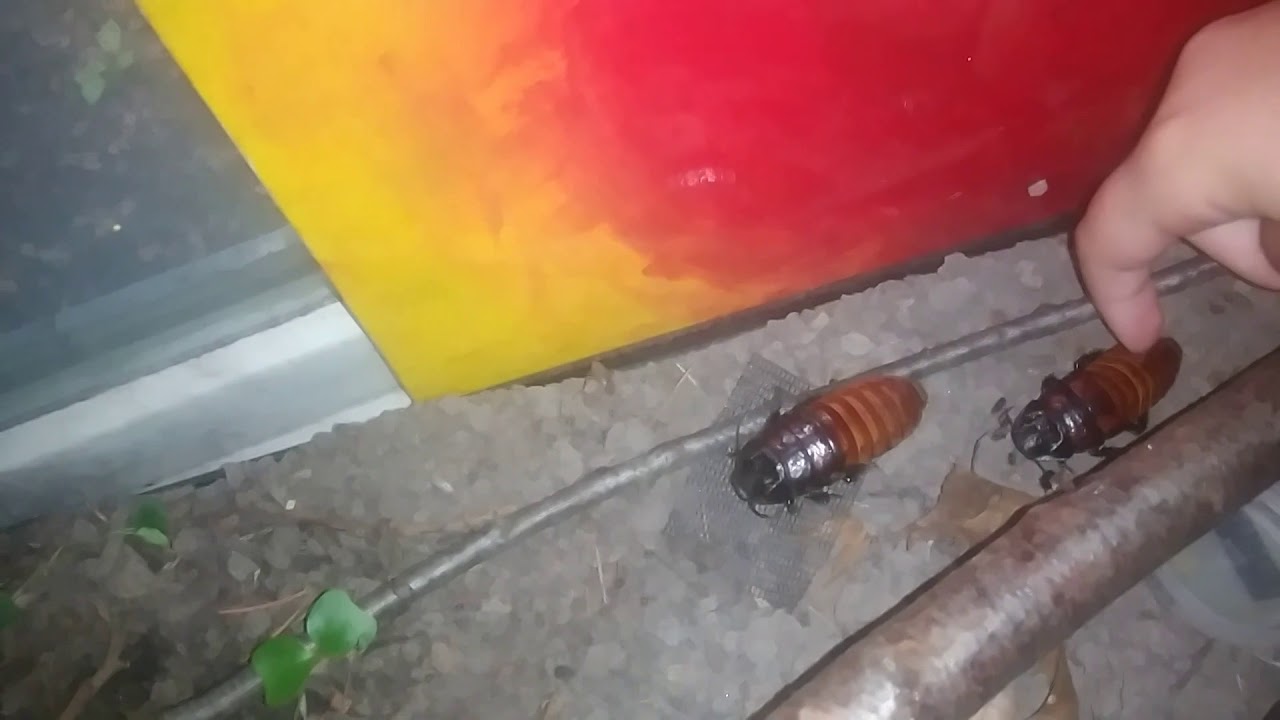 The hiss of a Madagascar Hissing Cockroach - YouTube