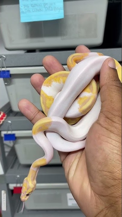 Banana pied ball Python combos - YouTube